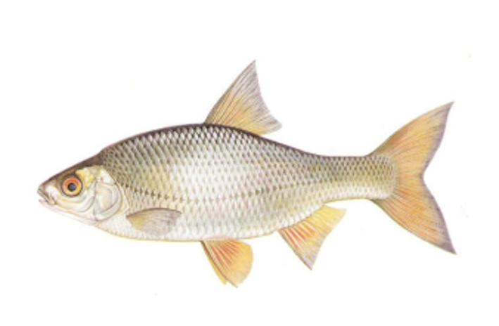 Poznávačka ryb :: Bio-che